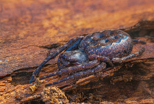 Walnut Orbweaver Spider Nuctenea Umbratica The Walnut Orbweaver Spider ... Walnut Orbweaver Spider Nuctenea Umbratica The Walnut Orbweaver Spider ...