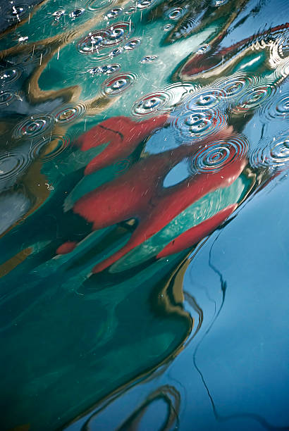 Backwater Curve Stock Photos, Pictures & Royalty-Free Images - iStock Backwater Curve Stock Photos, Pictures & Royalty-Free Images - iStock