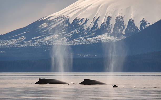 Inselgruppe Alexander Archipelago Fotos - Bilder und Stockfotos - iStock Inselgruppe Alexander Archipelago Fotos - Bilder und Stockfotos - iStock
