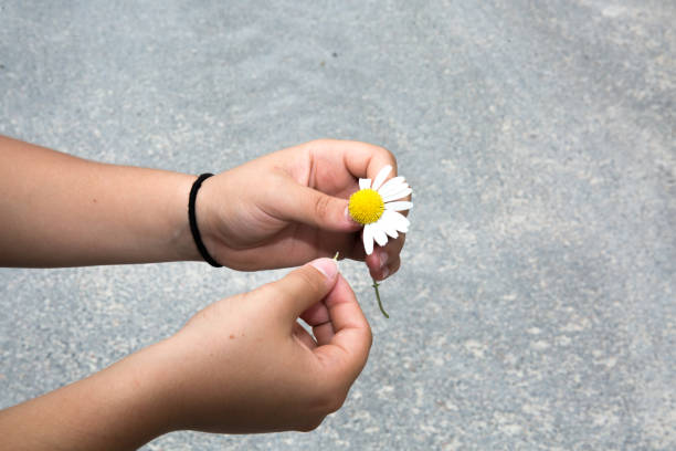Effeuiller La Marguerite Banque d'images et photos libres de droit - iStock Effeuiller La Marguerite Banque d'images et photos libres de droit - iStock