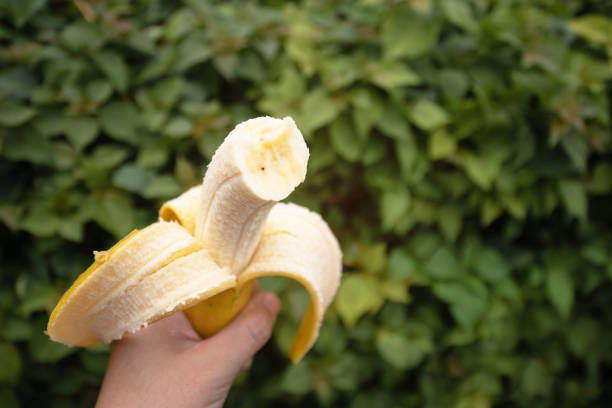 Cavendish Banan - Zdjęcia i ilustracje - iStock Cavendish Banan - Zdjęcia i ilustracje - iStock