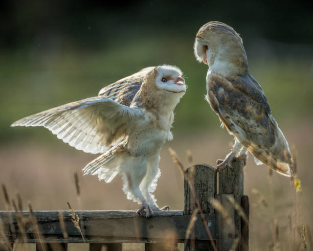 Top 60 Barn Owl Stock Photos, Pictures, and Images - iStock Top 60 Barn Owl Stock Photos, Pictures, and Images - iStock