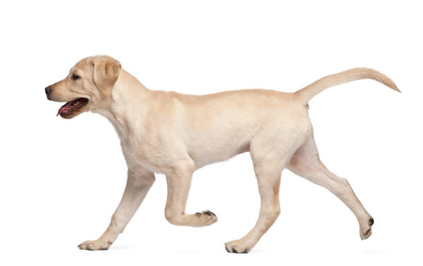 Top 60 Dog Running Stock Photos, Pictures, and Images - iStock Top 60 Dog Running Stock Photos, Pictures, and Images - iStock