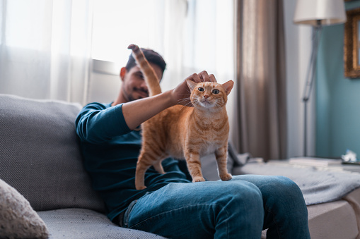 Ekor Kucing Bisa jadi Alat Komunikasi dengan Manusia, Benarkah? Ekor Kucing Bisa jadi Alat Komunikasi dengan Manusia, Benarkah?
