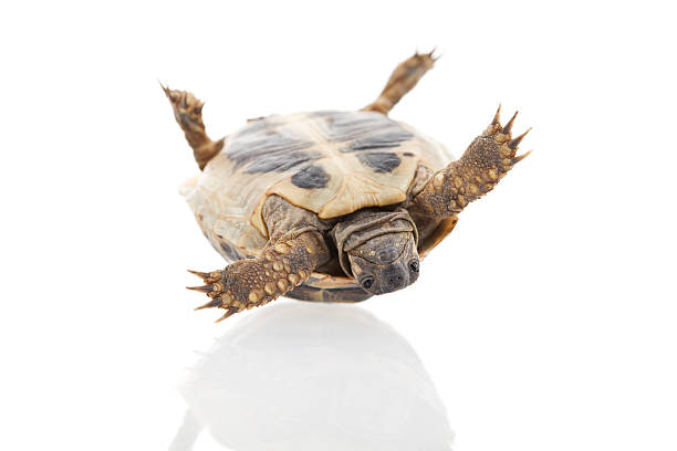 Best Turtle Upside Down Stock Photos, Pictures & Royalty-Free Images ... Best Turtle Upside Down Stock Photos, Pictures & Royalty-Free Images ...