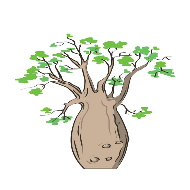 Best Baobab Tree Illustrations, Royalty-Free Vector Graphics & Clip Art ... Best Baobab Tree Illustrations, Royalty-Free Vector Graphics & Clip Art ...