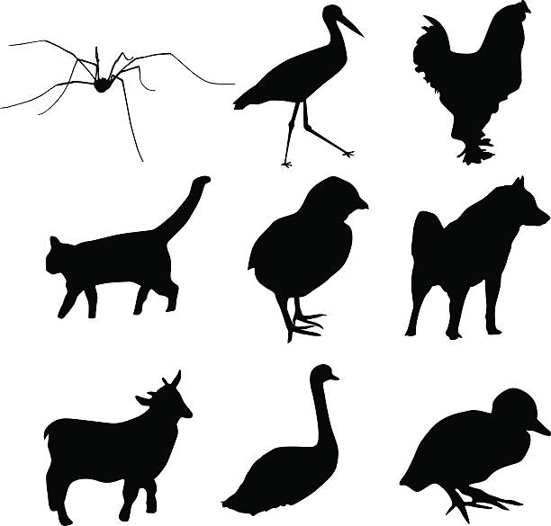 Best Silkie Illustrations, Royalty-Free Vector Graphics & Clip Art - iStock Best Silkie Illustrations, Royalty-Free Vector Graphics & Clip Art - iStock