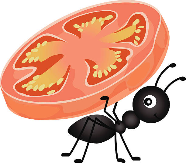 Picnic Ants Illustrations Illustrations, Royalty-Free Vector Graphics ... Picnic Ants Illustrations Illustrations, Royalty-Free Vector Graphics ...
