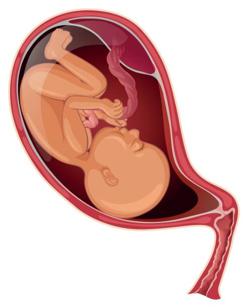 Best Uterus Diagram Illustrations, Royalty-Free Vector Graphics & Clip ... Best Uterus Diagram Illustrations, Royalty-Free Vector Graphics & Clip ...