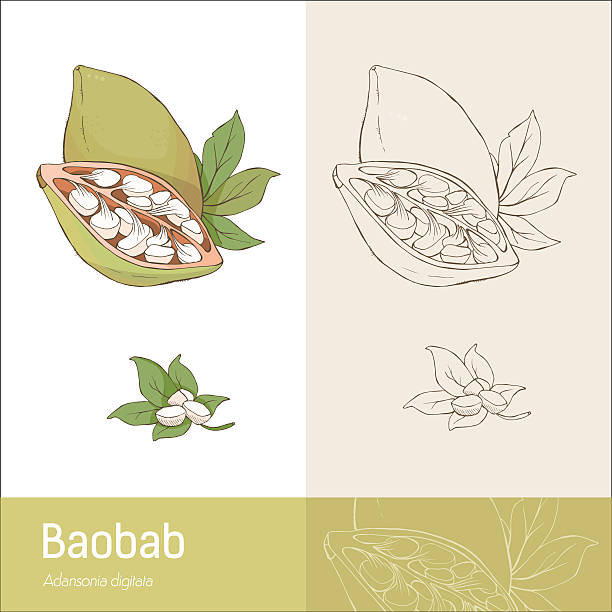 Best Baobab Tree Illustrations, Royalty-Free Vector Graphics & Clip Art ... Best Baobab Tree Illustrations, Royalty-Free Vector Graphics & Clip Art ...