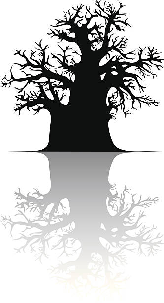 Best Baobab Tree Illustrations, Royalty-Free Vector Graphics & Clip Art ... Best Baobab Tree Illustrations, Royalty-Free Vector Graphics & Clip Art ...
