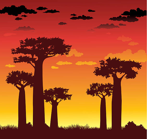 Best Baobab Tree Illustrations, Royalty-Free Vector Graphics & Clip Art ... Best Baobab Tree Illustrations, Royalty-Free Vector Graphics & Clip Art ...