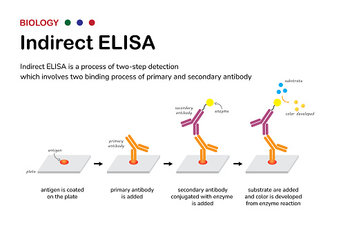 Free photos of elisa. Free images, stock photos and illustration ... Free photos of elisa. Free images, stock photos and illustration ...