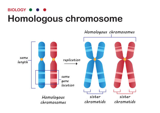 Homologous Chromosome Illustrations, Royalty-Free Vector Graphics ... Homologous Chromosome Illustrations, Royalty-Free Vector Graphics ...