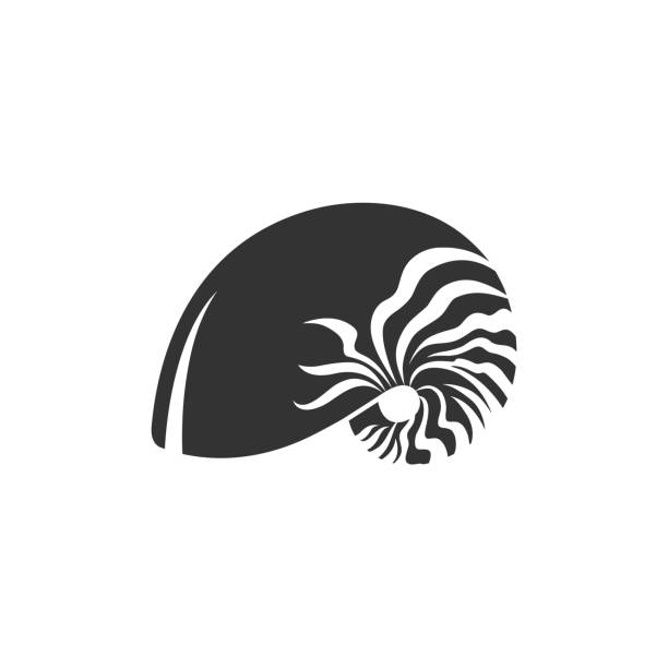 Best Nautilus Shell Illustrations, Royalty-Free Vector Graphics & Clip ... Best Nautilus Shell Illustrations, Royalty-Free Vector Graphics & Clip ...