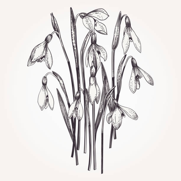 Snowdrop Illustrations, Royalty-Free Vector Graphics & Clip Art - iStock Snowdrop Illustrations, Royalty-Free Vector Graphics & Clip Art - iStock