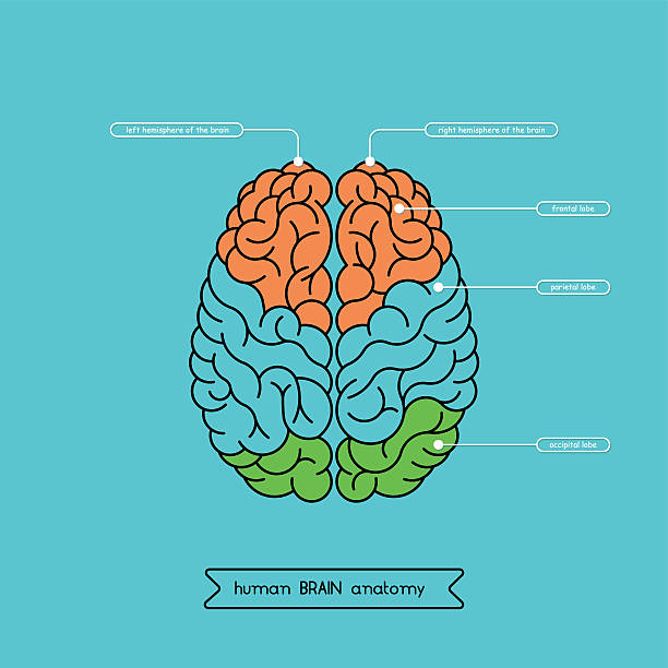 Frontal Lobe Illustrations, Royalty-Free Vector Graphics & Clip Art ... Frontal Lobe Illustrations, Royalty-Free Vector Graphics & Clip Art ...