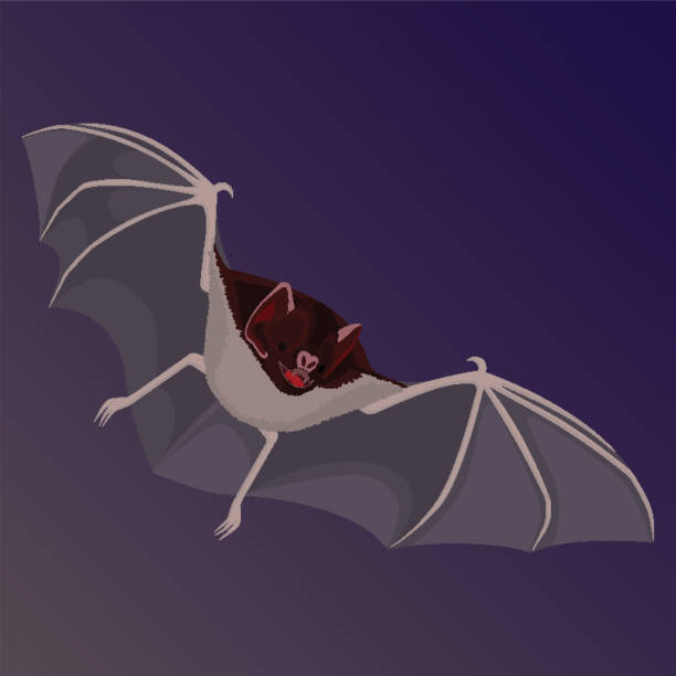 Bats Hanging Upside Down Illustrations, Royalty-Free Vector Graphics ... Bats Hanging Upside Down Illustrations, Royalty-Free Vector Graphics ...
