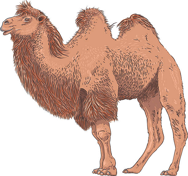 Best Bactrian Camel Illustrations, Royalty-Free Vector Graphics & Clip ... Best Bactrian Camel Illustrations, Royalty-Free Vector Graphics & Clip ...
