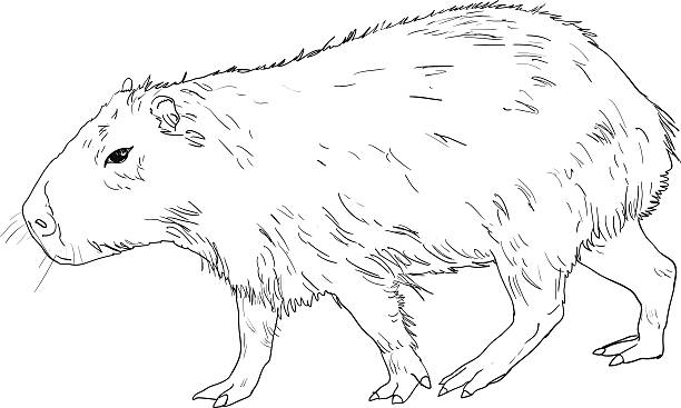 Capybara stock vectors - iStock Capybara stock vectors - iStock