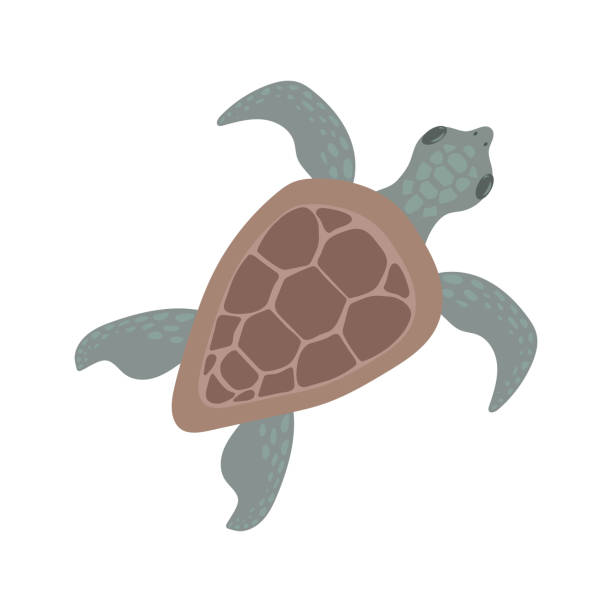 Seaturtle - Illustrationen und Vektorgrafiken - iStock Seaturtle - Illustrationen und Vektorgrafiken - iStock
