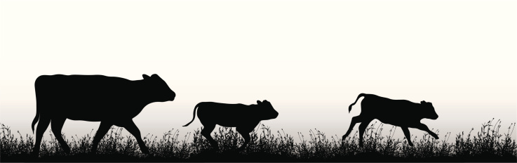 Cattle Vector Silhouette Stock Illustration - Download Image Now - iStock Cattle Vector Silhouette Stock Illustration - Download Image Now - iStock