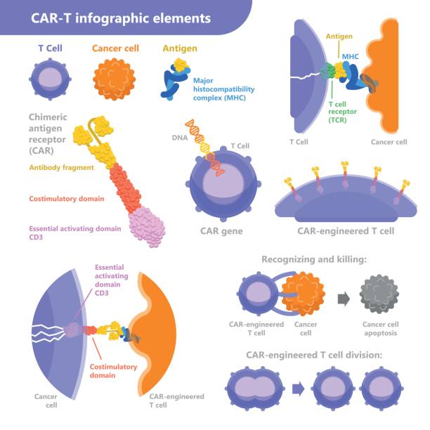 Cancer Immunotherapy Infographic - vrogue.co Cancer Immunotherapy Infographic - vrogue.co