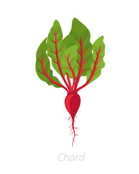 Best Taproot Illustrations, Royalty-Free Vector Graphics & Clip Art ... Best Taproot Illustrations, Royalty-Free Vector Graphics & Clip Art ...