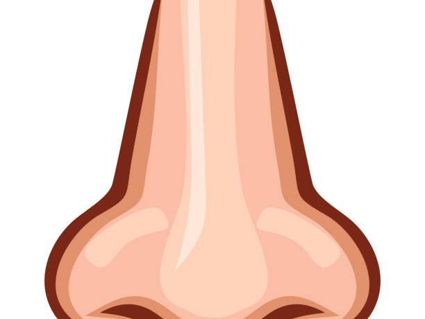 Best Human Nose Illustrations, Royalty-Free Vector Graphics & Clip Art ... Best Human Nose Illustrations, Royalty-Free Vector Graphics & Clip Art ...