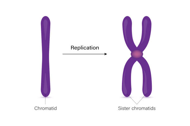 Homologous Chromosome Illustrations, Royalty-Free Vector Graphics ... Homologous Chromosome Illustrations, Royalty-Free Vector Graphics ...