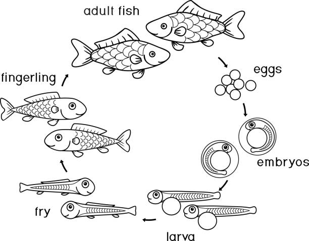 Fish Life Cycle Illustrations, Royalty-Free Vector Graphics & Clip Art ... Fish Life Cycle Illustrations, Royalty-Free Vector Graphics & Clip Art ...