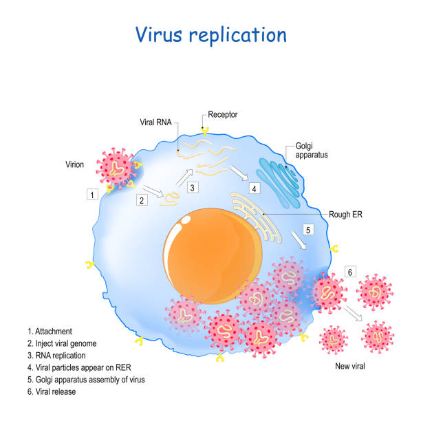 Covid Rna Illustrations, Royalty-Free Vector Graphics & Clip Art - iStock Covid Rna Illustrations, Royalty-Free Vector Graphics & Clip Art - iStock