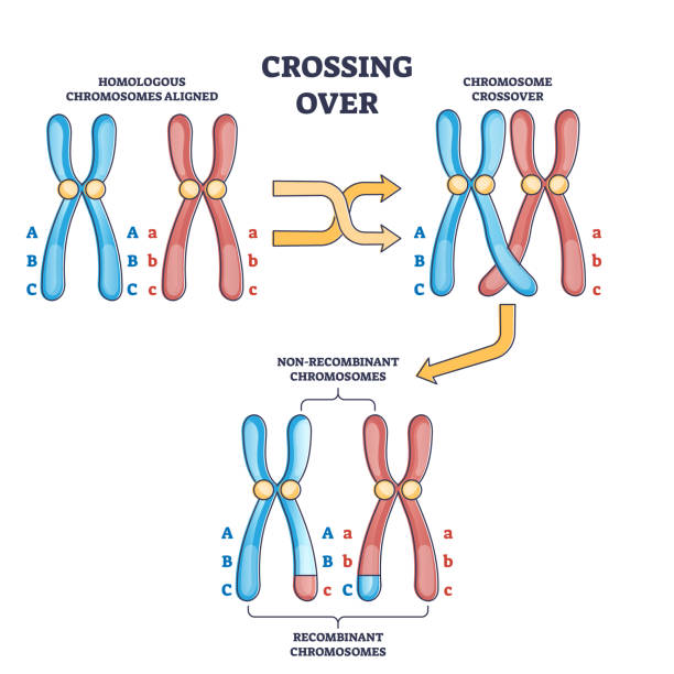 Homologous Chromosomes stock vectors - iStock Homologous Chromosomes stock vectors - iStock