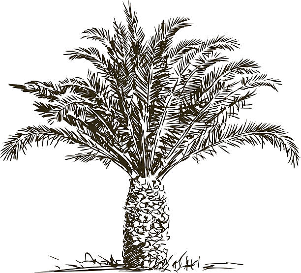Date Palm Tree Illustrations, Royalty-Free Vector Graphics & Clip Art ... Date Palm Tree Illustrations, Royalty-Free Vector Graphics & Clip Art ...