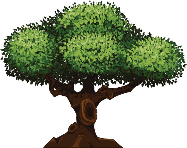 Best Tree Canopy Illustrations, Royalty-Free Vector Graphics & Clip Art ... Best Tree Canopy Illustrations, Royalty-Free Vector Graphics & Clip Art ...