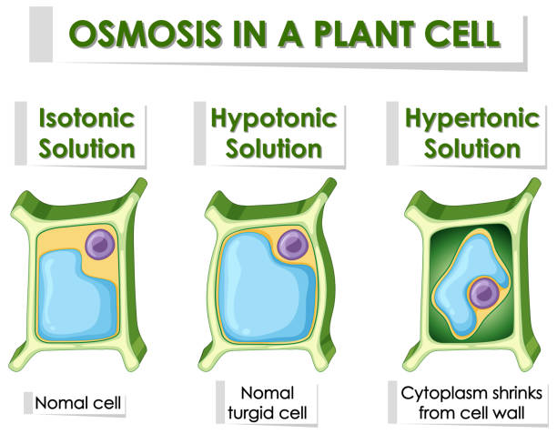 Hypotonic Solution Illustrations, Royalty-Free Vector Graphics & Clip ... Hypotonic Solution Illustrations, Royalty-Free Vector Graphics & Clip ...