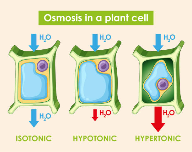 Hypotonic Solution Illustrations, Royalty-Free Vector Graphics & Clip ... Hypotonic Solution Illustrations, Royalty-Free Vector Graphics & Clip ...