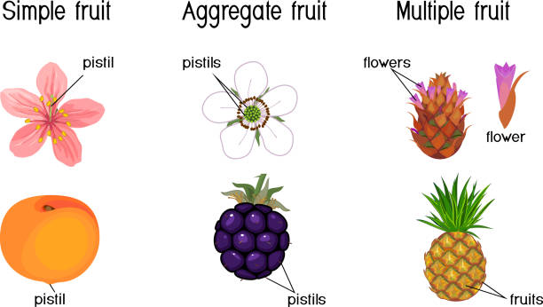Aggregate Fruit Stock Photos, Pictures & Royalty-Free Images - iStock Aggregate Fruit Stock Photos, Pictures & Royalty-Free Images - iStock
