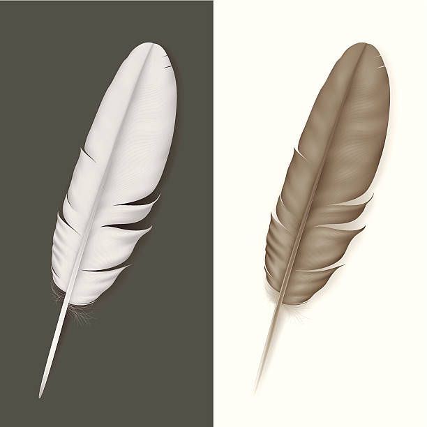 Eagle Feather Illustrations, Royalty-Free Vector Graphics & Clip Art ... Eagle Feather Illustrations, Royalty-Free Vector Graphics & Clip Art ...