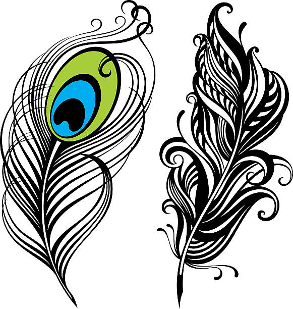Best Peacock Feather Illustrations, Royalty-Free Vector Graphics & Clip ... Best Peacock Feather Illustrations, Royalty-Free Vector Graphics & Clip ...