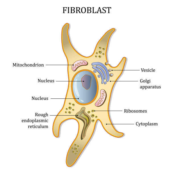 Damaged Fibroblasts Illustrations, Royalty-Free Vector Graphics & Clip ... Damaged Fibroblasts Illustrations, Royalty-Free Vector Graphics & Clip ...