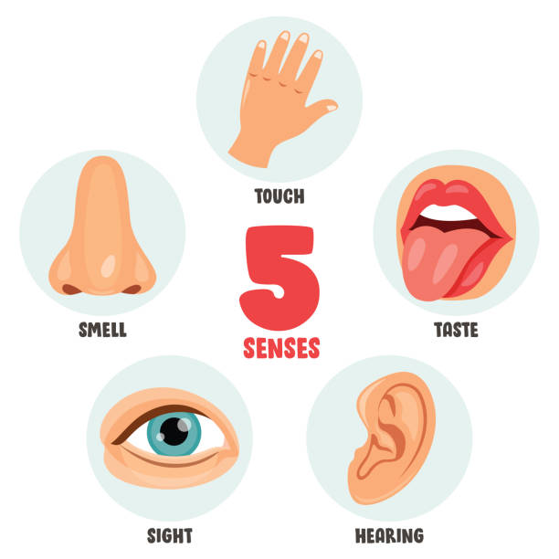 5 Sense Organs Cartoon Illustrations, Royalty-Free Vector Graphics ... 5 Sense Organs Cartoon Illustrations, Royalty-Free Vector Graphics ...