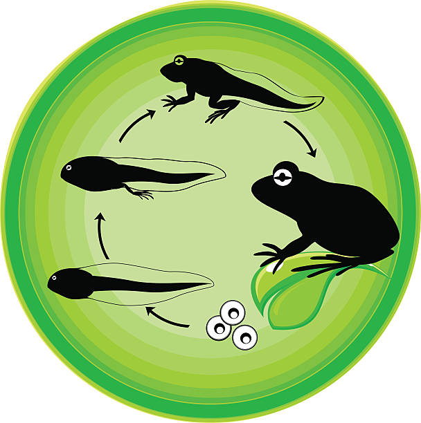 Best Tadpole Illustrations, Royalty-Free Vector Graphics & Clip Art ... Best Tadpole Illustrations, Royalty-Free Vector Graphics & Clip Art ...