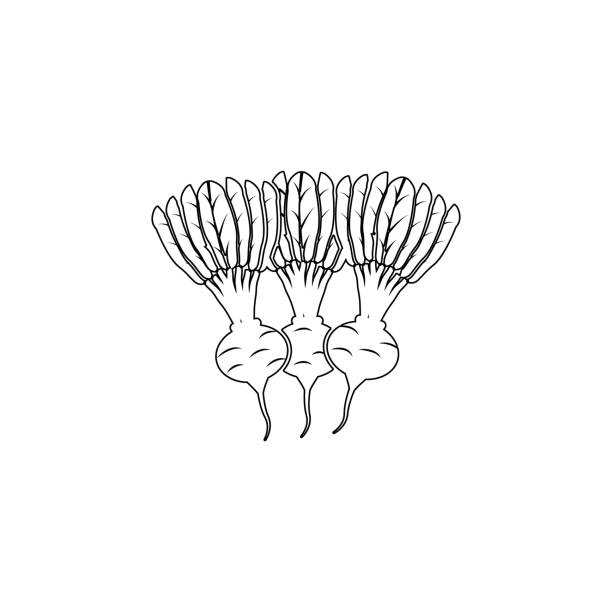 Royalty Free Rutabaga Clip Art, Vector Images & Illustrations - iStock Royalty Free Rutabaga Clip Art, Vector Images & Illustrations - iStock
