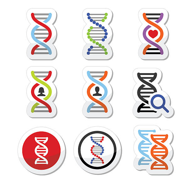 Gene Inheritance Illustrations, Royalty-Free Vector Graphics & Clip Art ... Gene Inheritance Illustrations, Royalty-Free Vector Graphics & Clip Art ...