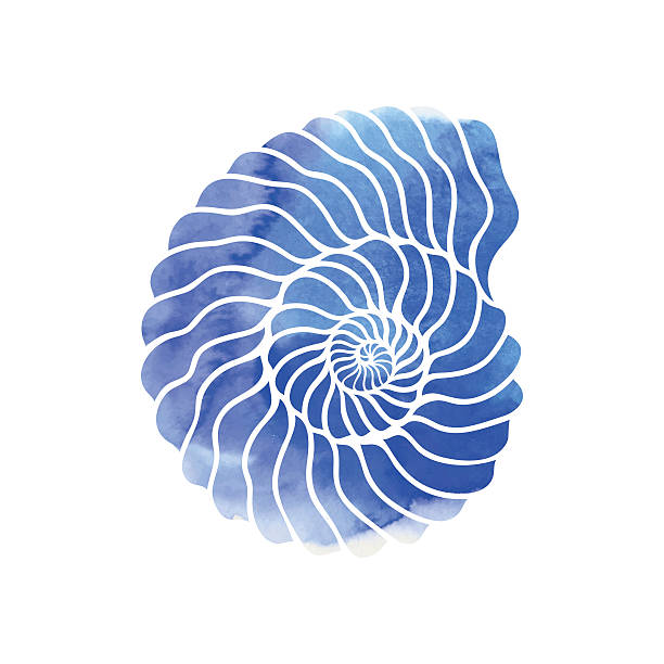 Best Conch Shell Illustrations, Royalty-Free Vector Graphics & Clip Art ... Best Conch Shell Illustrations, Royalty-Free Vector Graphics & Clip Art ...