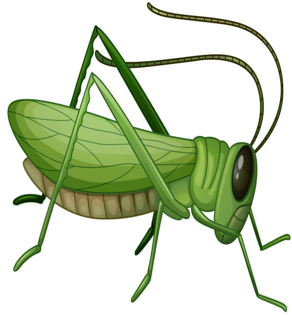 Best Grasshopper Illustrations, Royalty-Free Vector Graphics & Clip Art ... Best Grasshopper Illustrations, Royalty-Free Vector Graphics & Clip Art ...