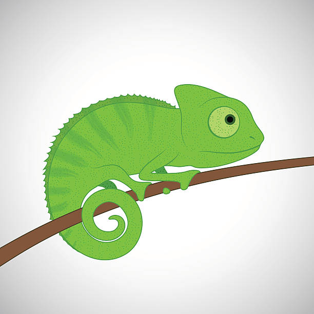 Best Chameleon Illustrations, Royalty-Free Vector Graphics & Clip Art ... Best Chameleon Illustrations, Royalty-Free Vector Graphics & Clip Art ...