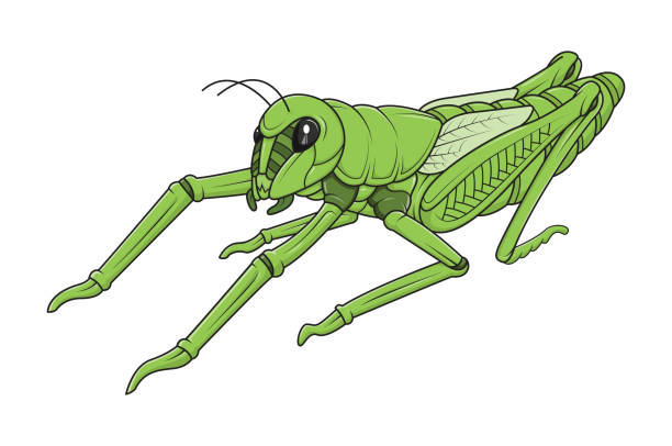 Funny Grasshopper Jumping Illustrations, Royalty-Free Vector Graphics ... Funny Grasshopper Jumping Illustrations, Royalty-Free Vector Graphics ...