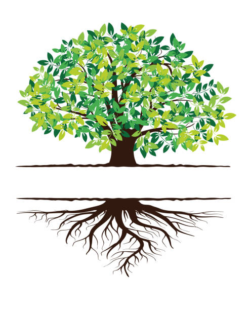 Oak Tree Roots Illustrations, Royalty-Free Vector Graphics & Clip Art ... Oak Tree Roots Illustrations, Royalty-Free Vector Graphics & Clip Art ...